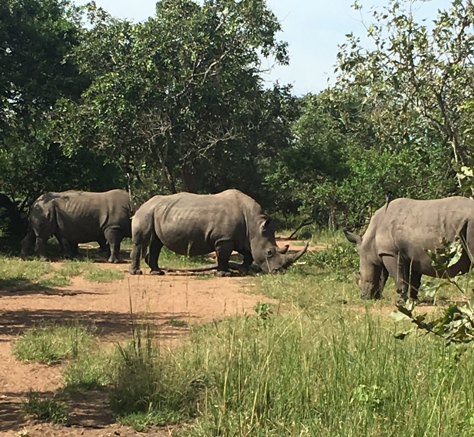 ZIWA RHINO SANCTUARY, UGANDA’S ONLY (BEST) HOME OF RHINOS